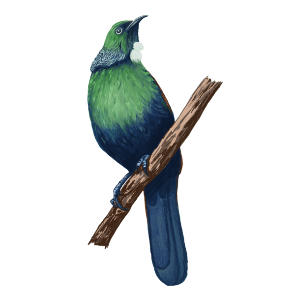 TUI - White Cloud Decor Transfers